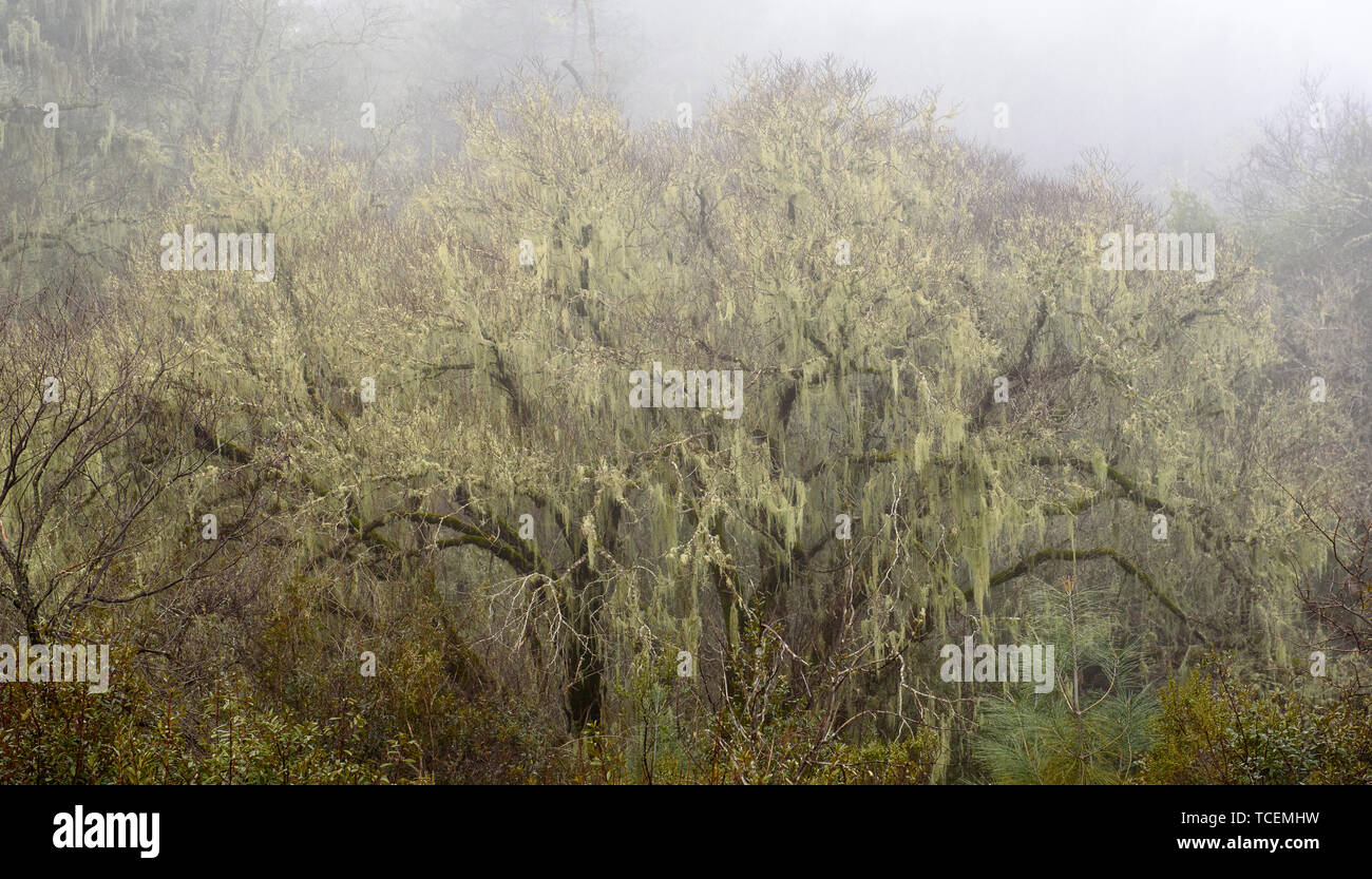 Fog reveals a tree covered in usnea or old man's beard Stock Photo - Alamy