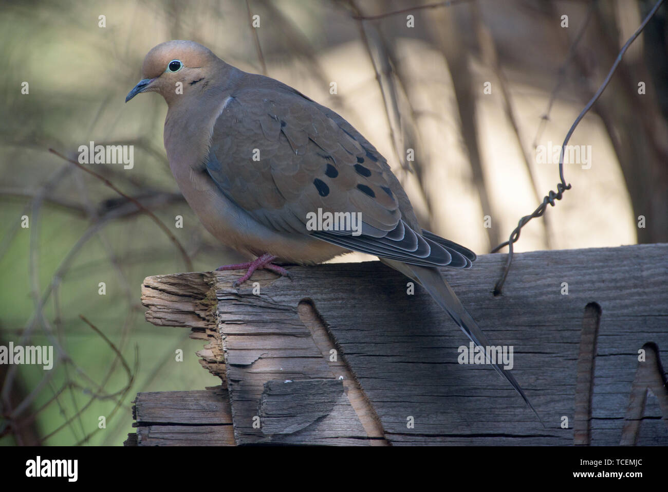 Side view of beautiful mourning dove sitting on log on background of ...