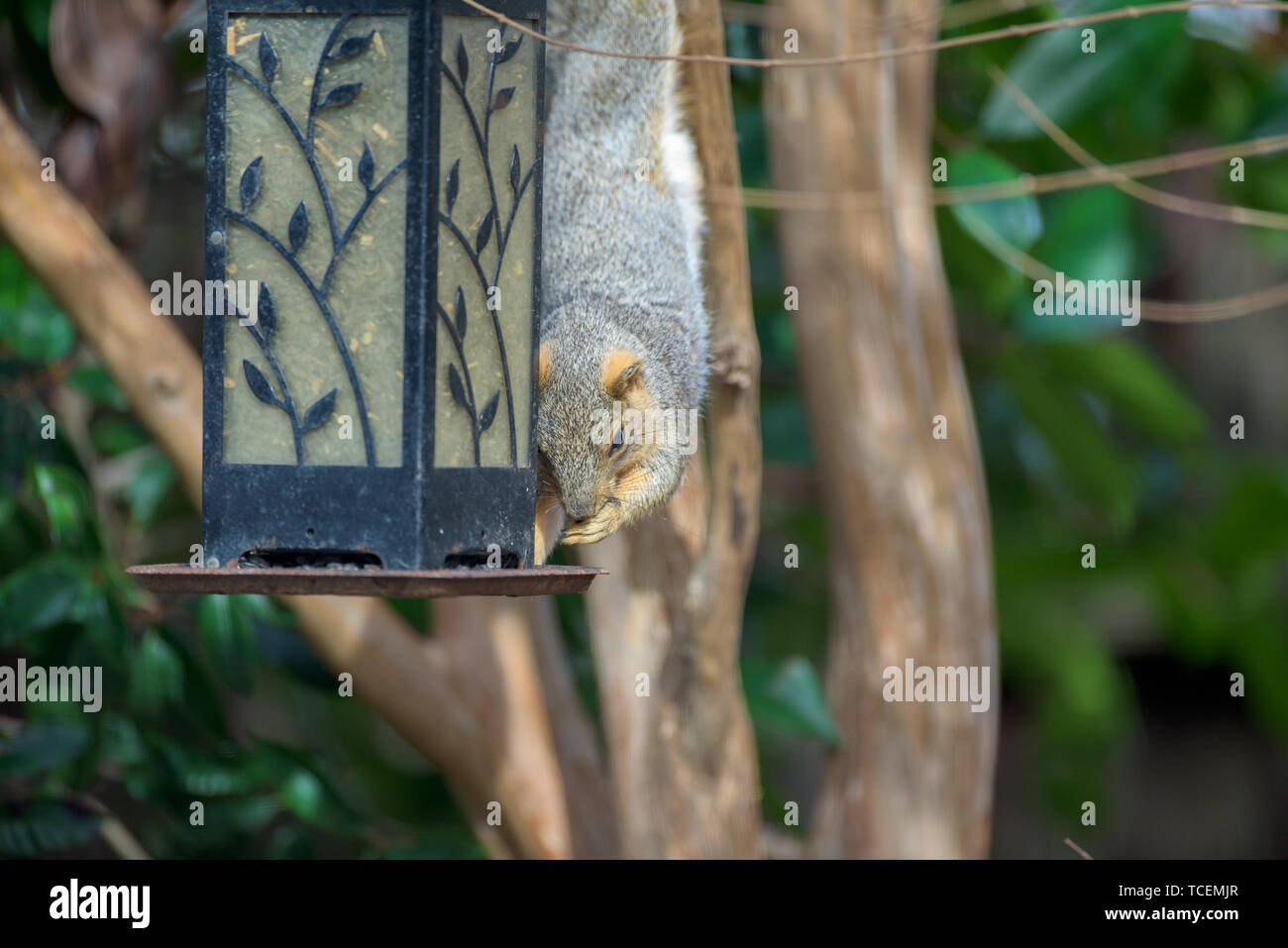 Cute gray squirrel hanging upside down on tree in forest and eating ...