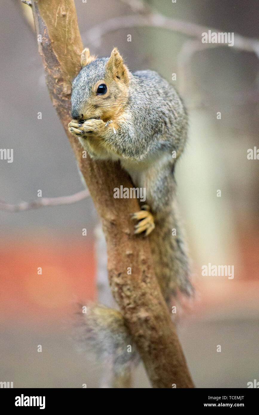Cute gray squirrel sitting on tree with seeds in paws and eating on ...