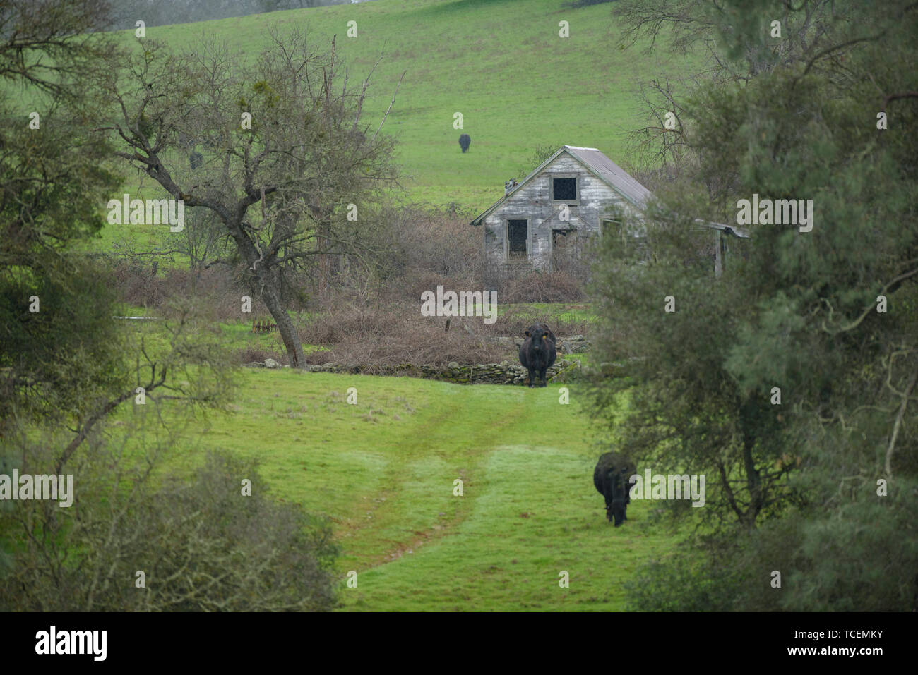 Old Cattle Homestead Stock Photo - Alamy