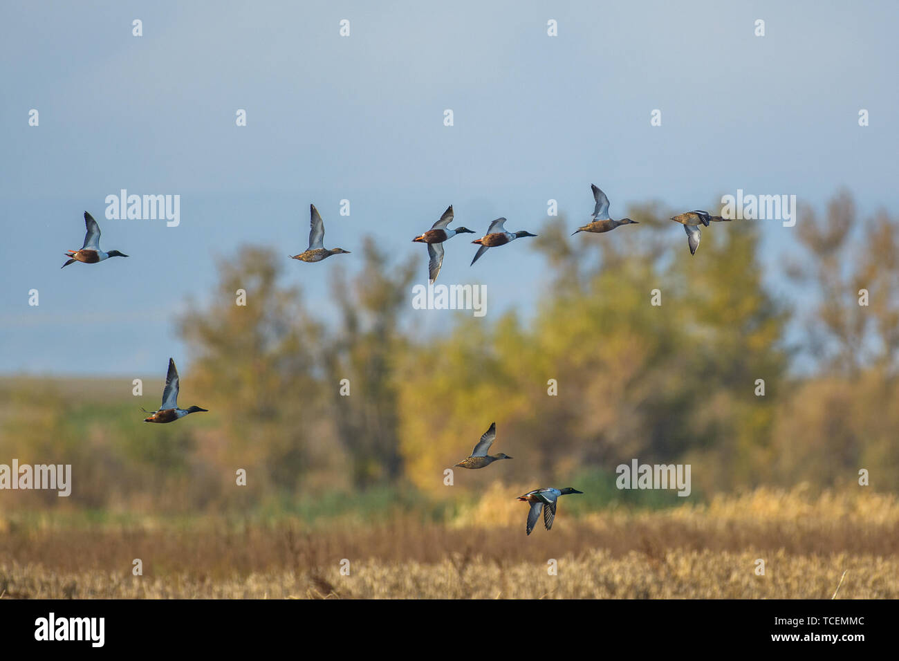 Wild ducks gathering in flock and flying above grass in countryside ...
