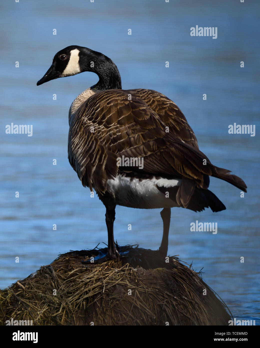Canada goose standing rock hi-res stock photography and images - Alamy