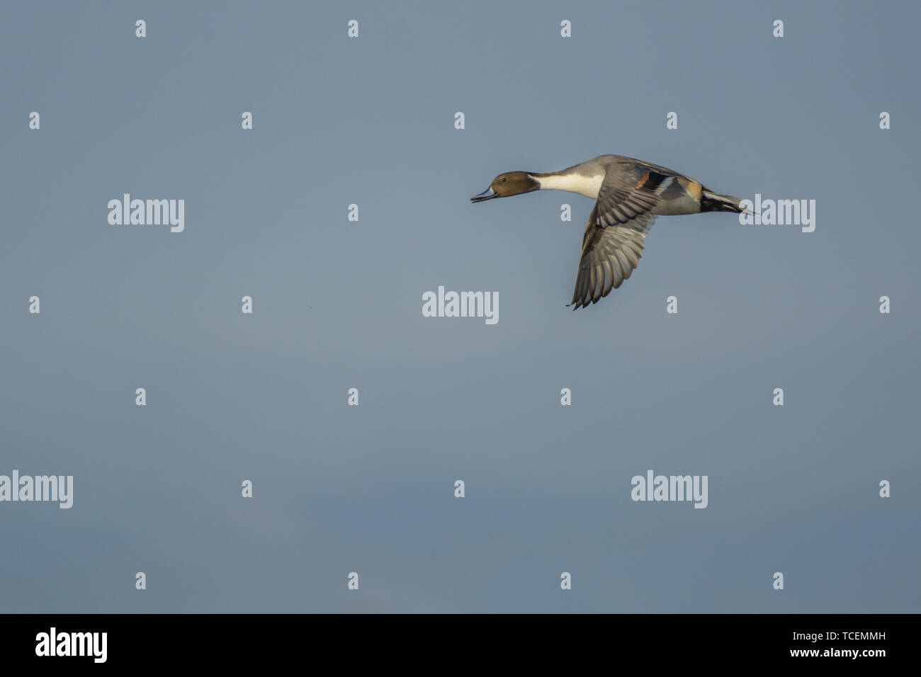 Side view of graceful duck bird flying alone in air on blue sky ...