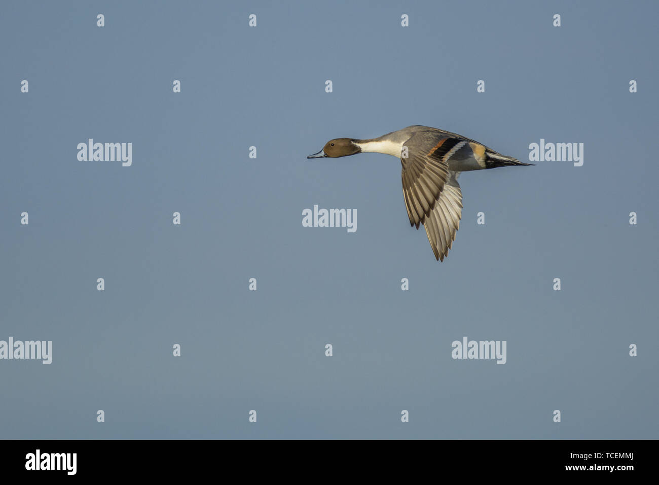 Northern pintail migration hi-res stock photography and images - Alamy