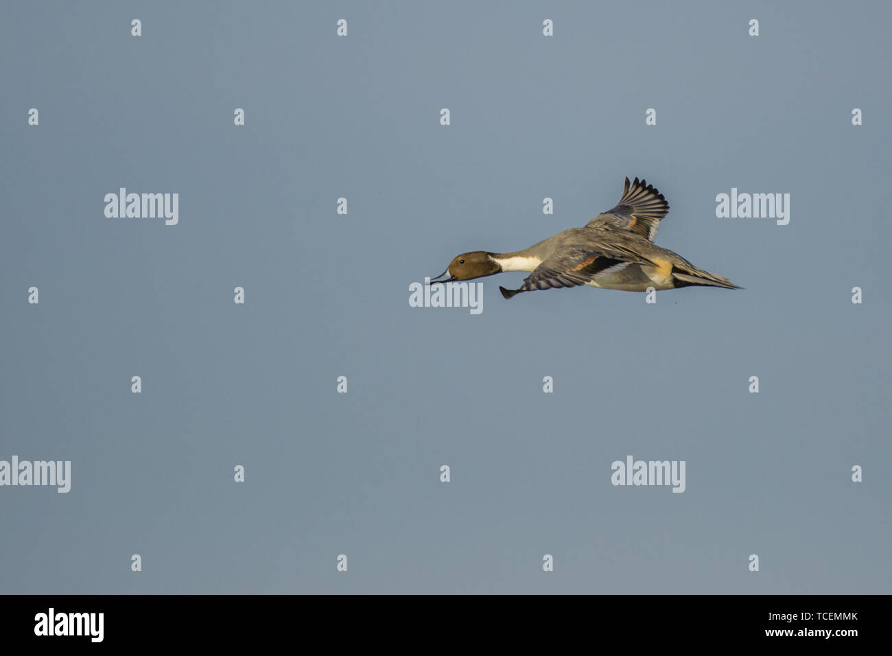 Amazing male pintail spreading wings and soaring on background of clear ...