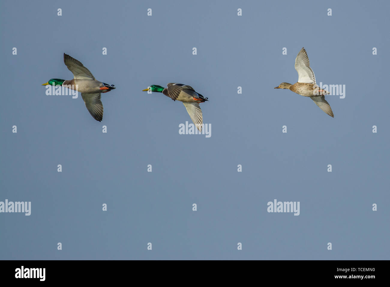 Female and male mallards soaring together on background of clear gray ...