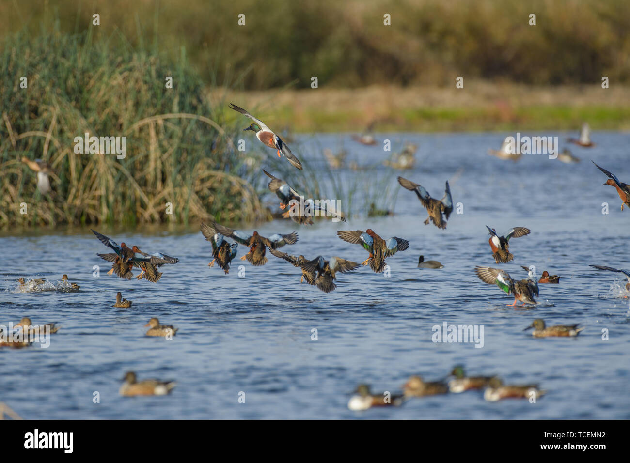 Flock of mallards hi-res stock photography and images - Alamy
