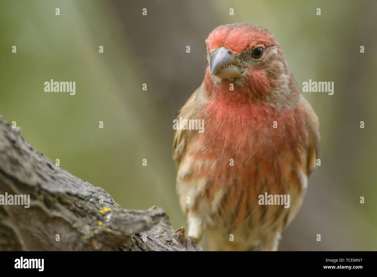 Cute male house fins sitting on rough branch of tree on blurred ...