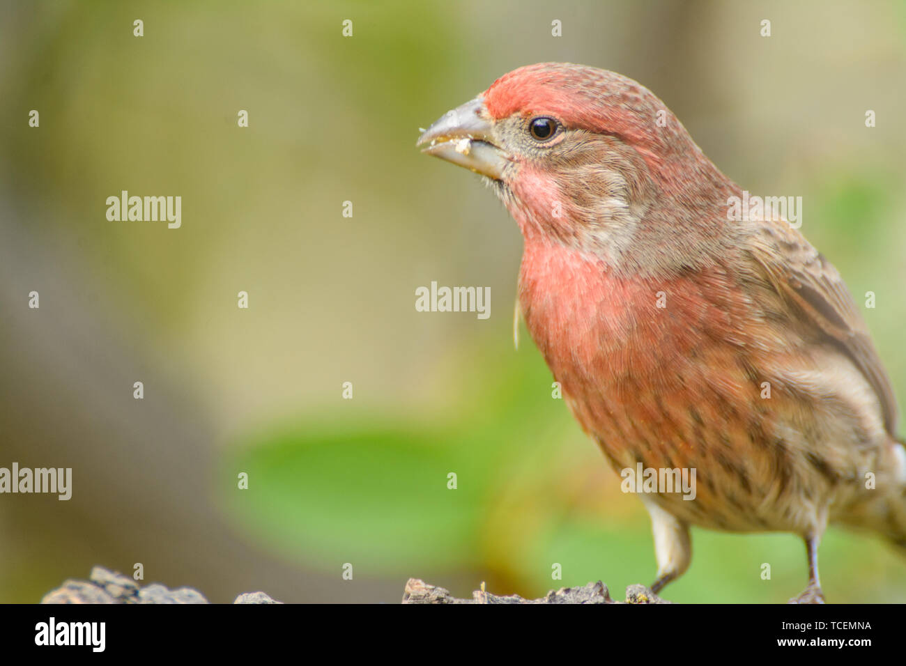 Adorable male house finch holding grain in beak while sitting on ...
