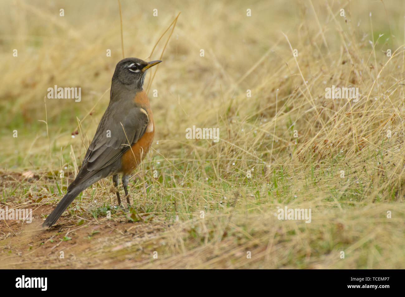American robin amazing bird hi-res stock photography and images - Alamy
