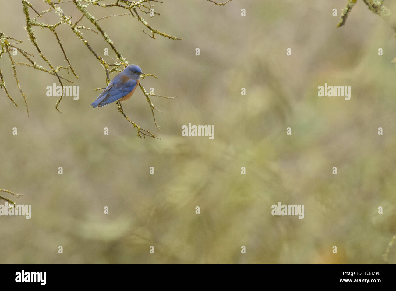 Small blue bird hi-res stock photography and images - Alamy