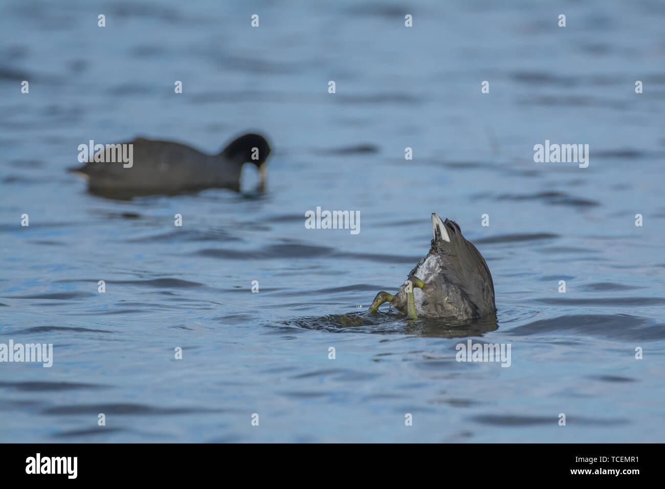 Pretty duck hi-res stock photography and images - Alamy