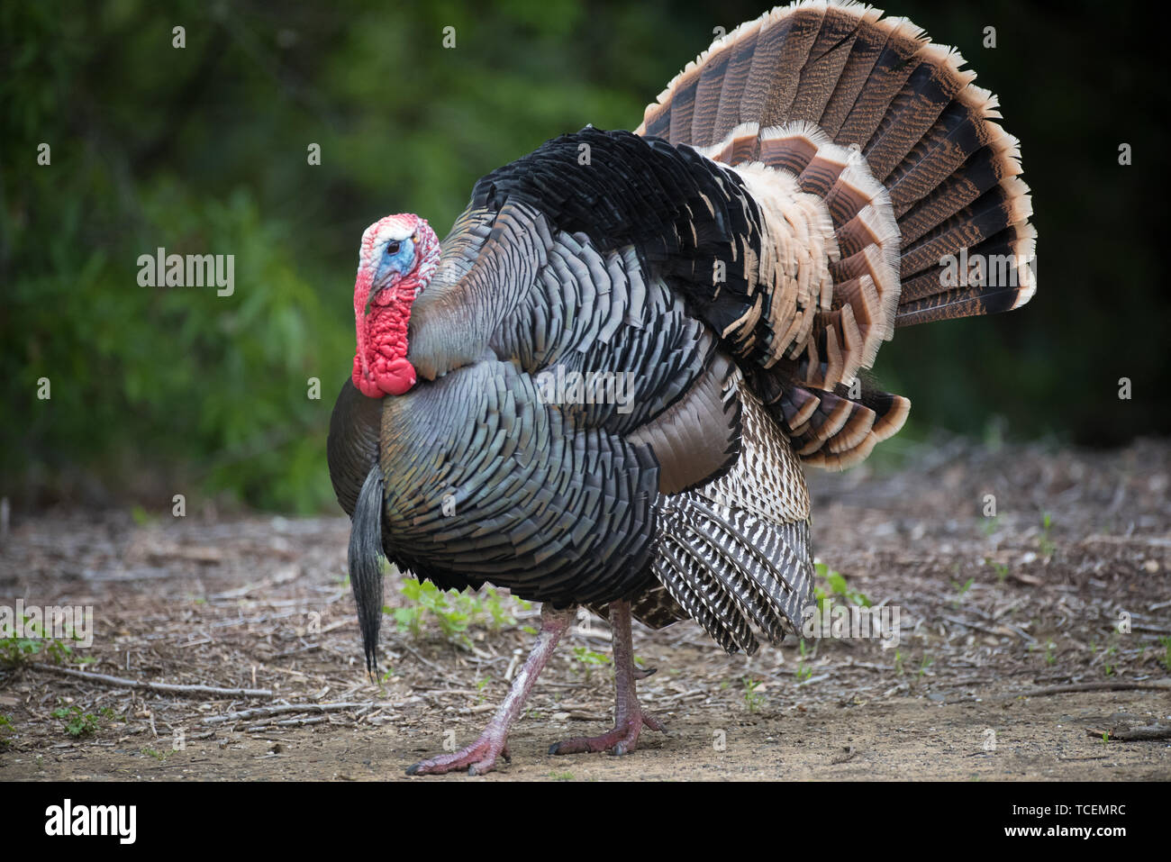 Male wild turkey beard hi-res stock photography and images - Alamy
