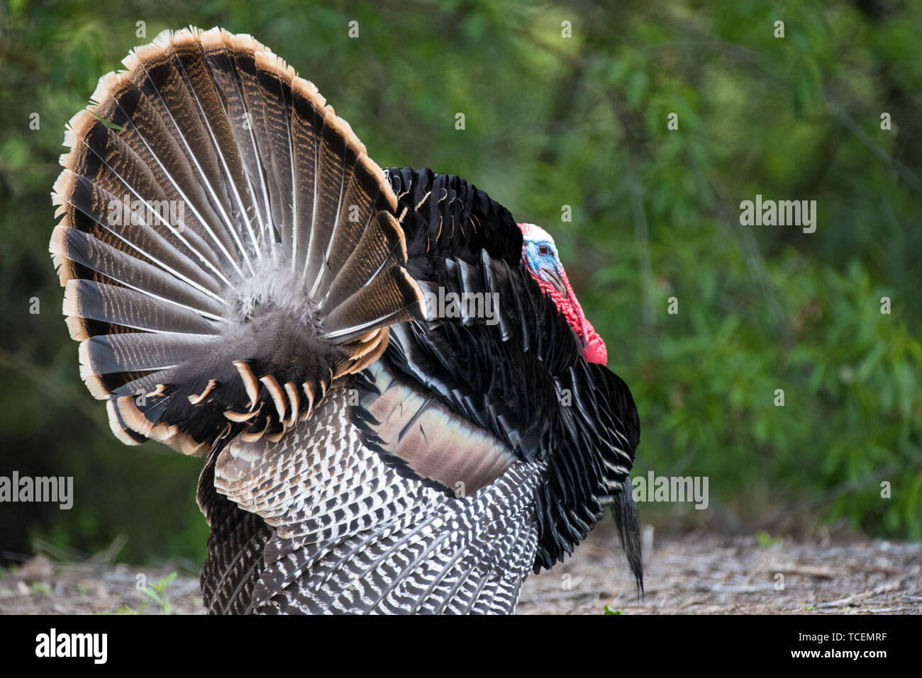 Male Wild Turkey Strutting Stock Photo - Alamy
