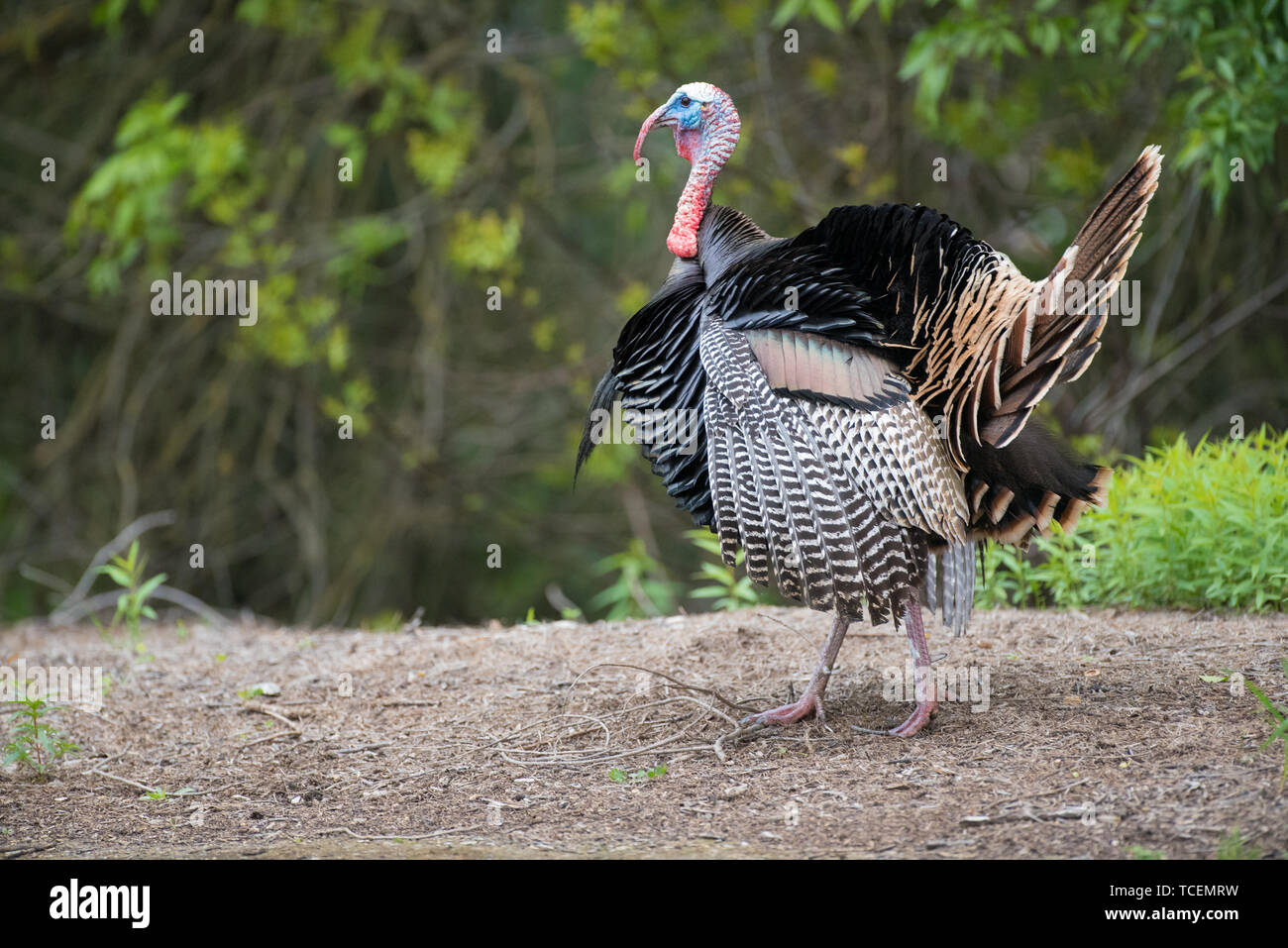 Male Wild Turkey Strutting Stock Photo - Alamy