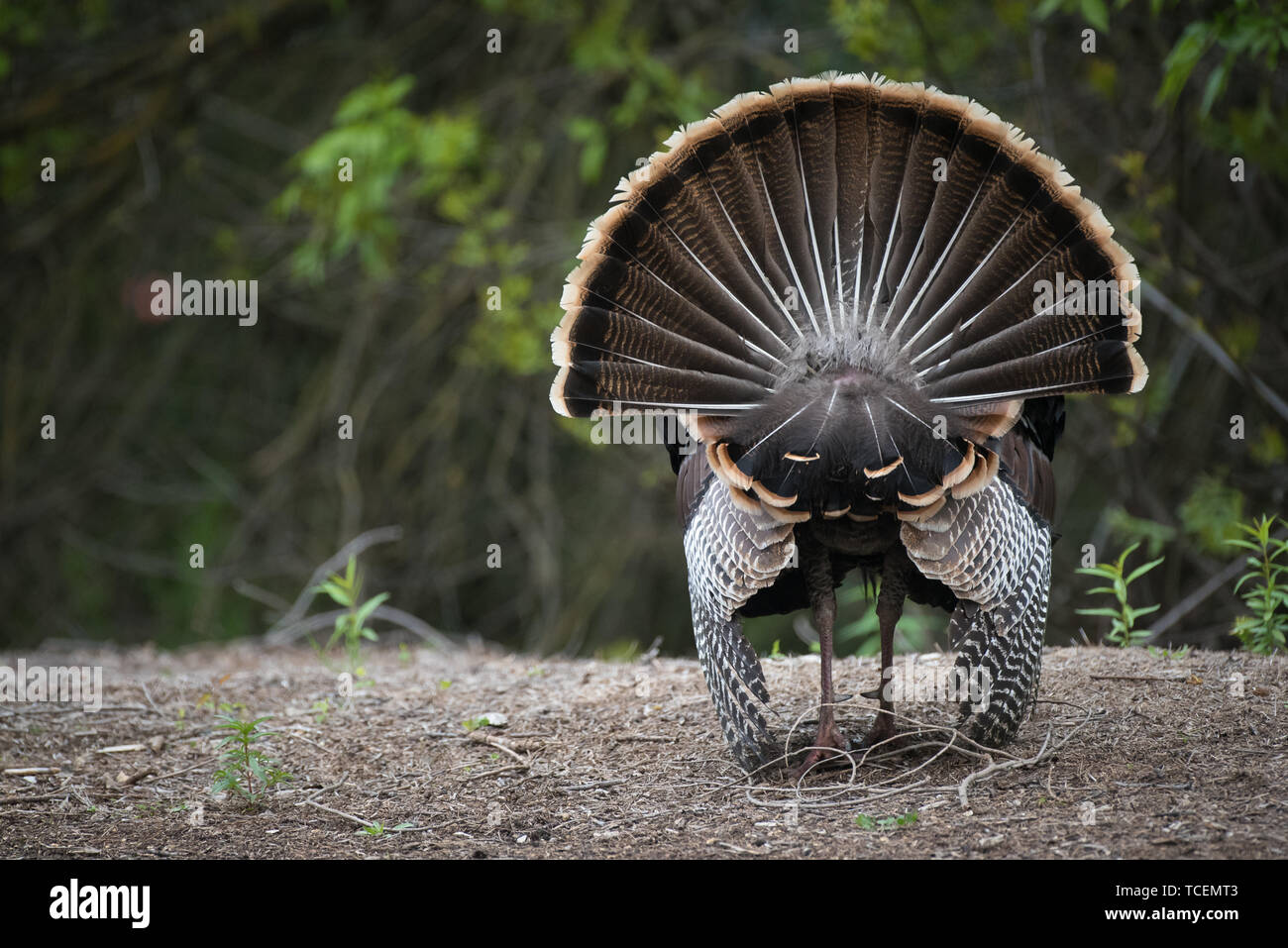 Wild turkey courtship hi-res stock photography and images - Alamy