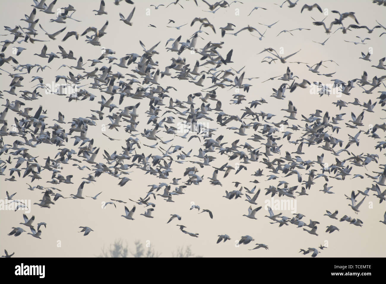 View of big flock of migrating birds flying together on background of ...