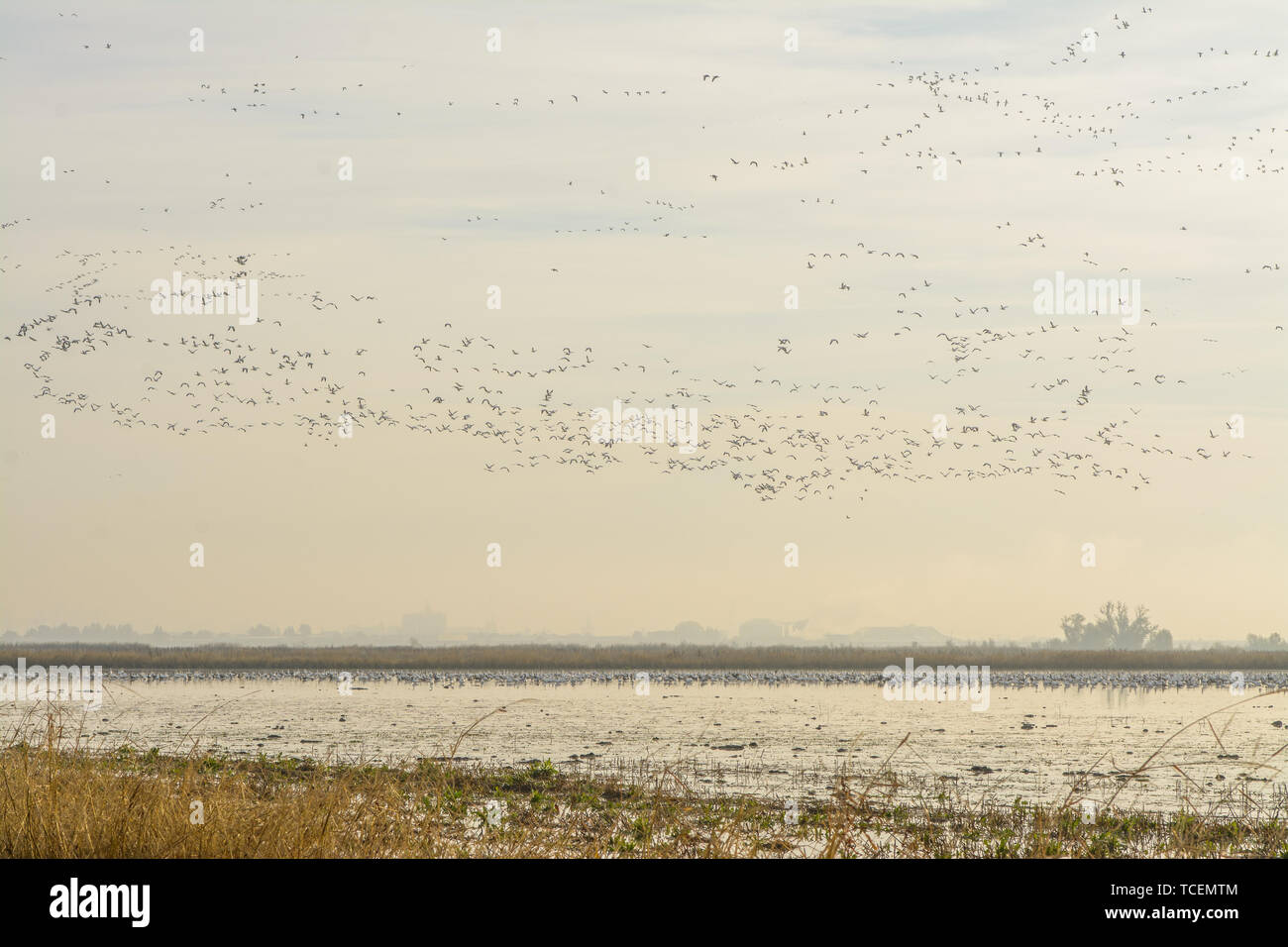 Amazing view of calm lake and distant birds flying on background of ...