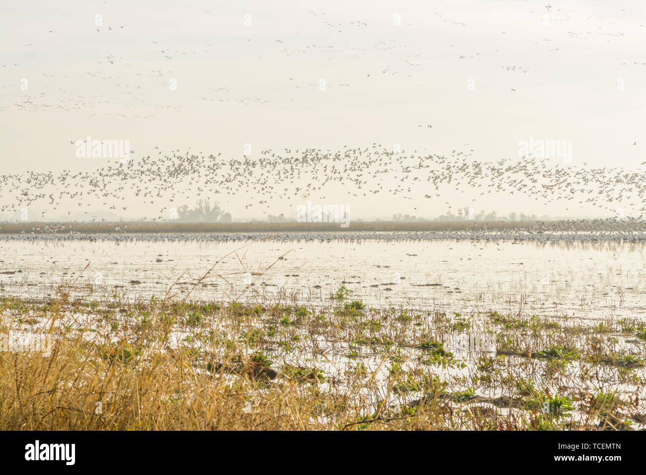 Beautiful view of big bird flock flying at distance over calm lake on ...
