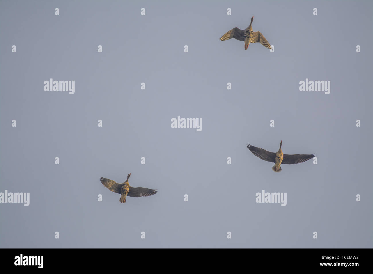 From below shot of flock of wild ducks spreading wings and soaring on ...