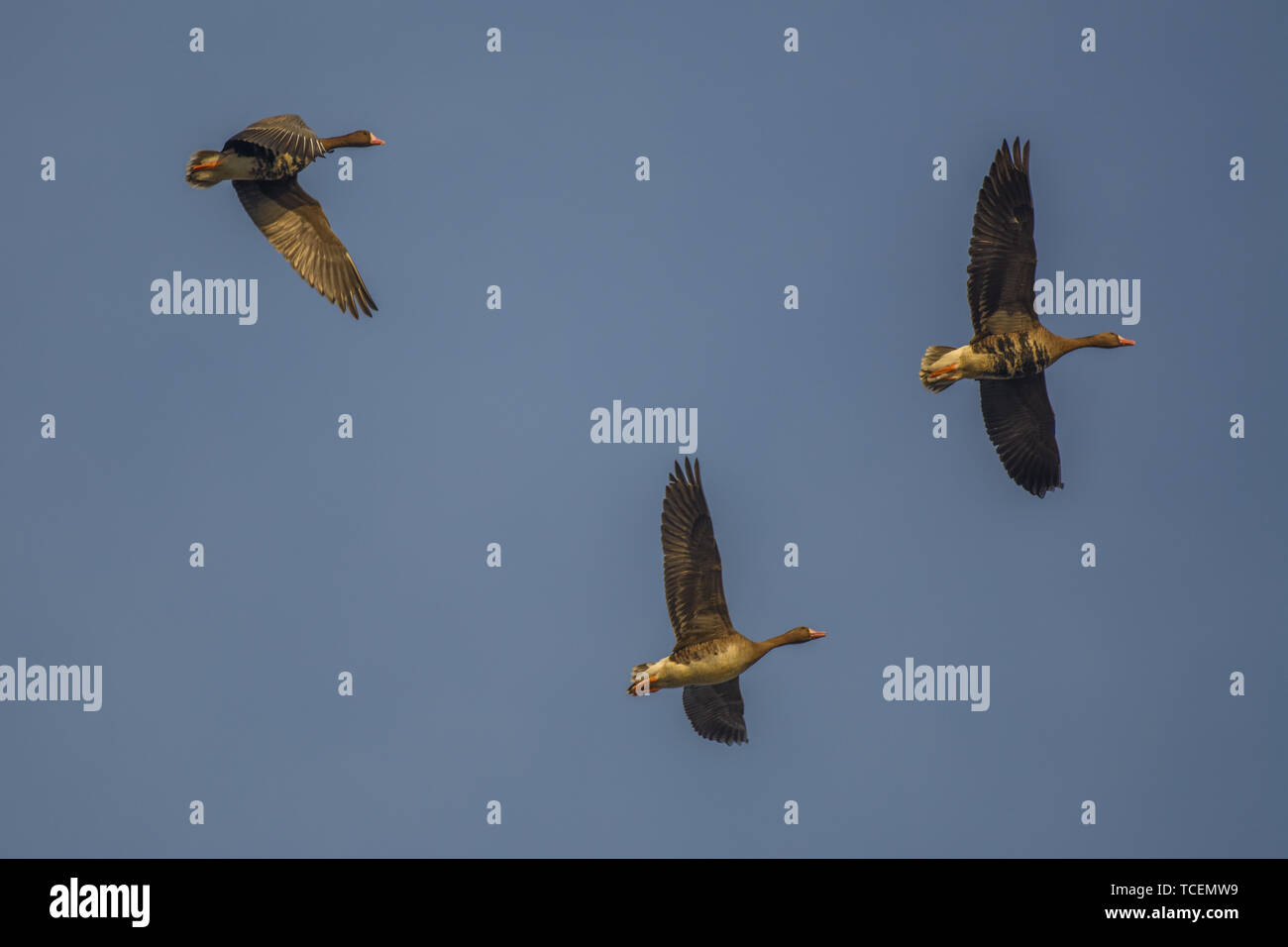 Ducks flying together hi-res stock photography and images - Alamy
