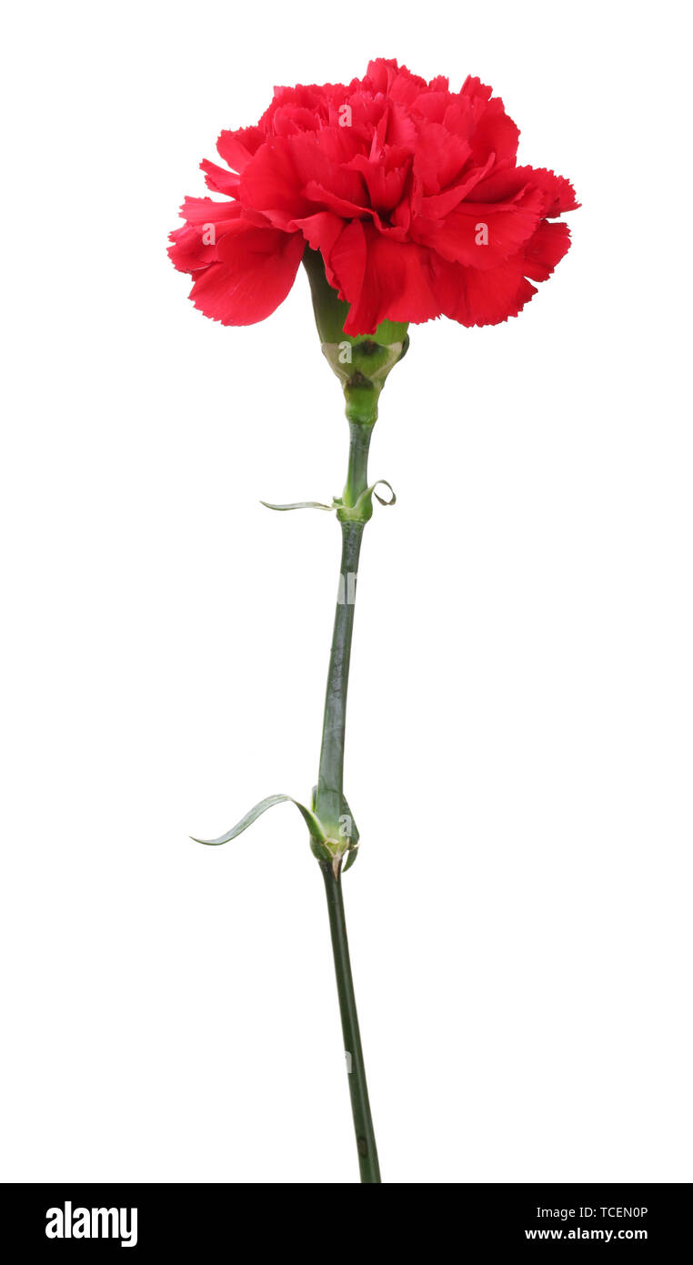 Red carnation isolated on white Stock Photo - Alamy