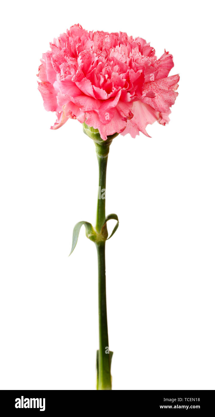 Pink carnation isolated on white Stock Photo - Alamy