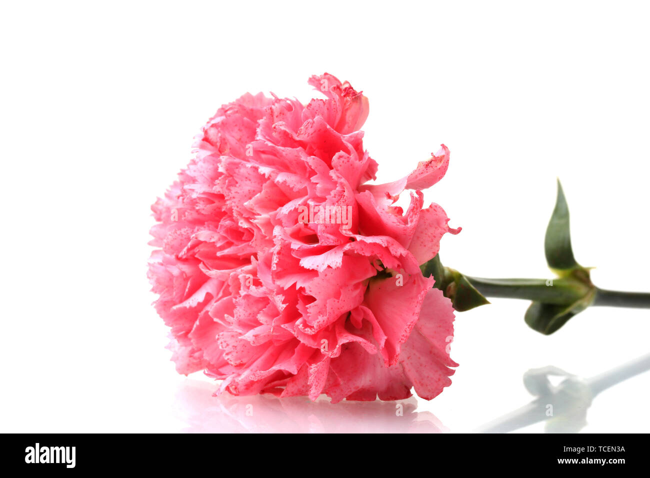 Pink carnation isolated on white Stock Photo - Alamy