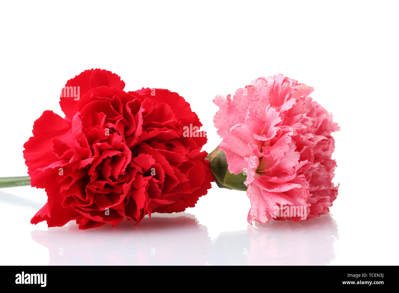 Two carnation isolated on white Stock Photo - Alamy