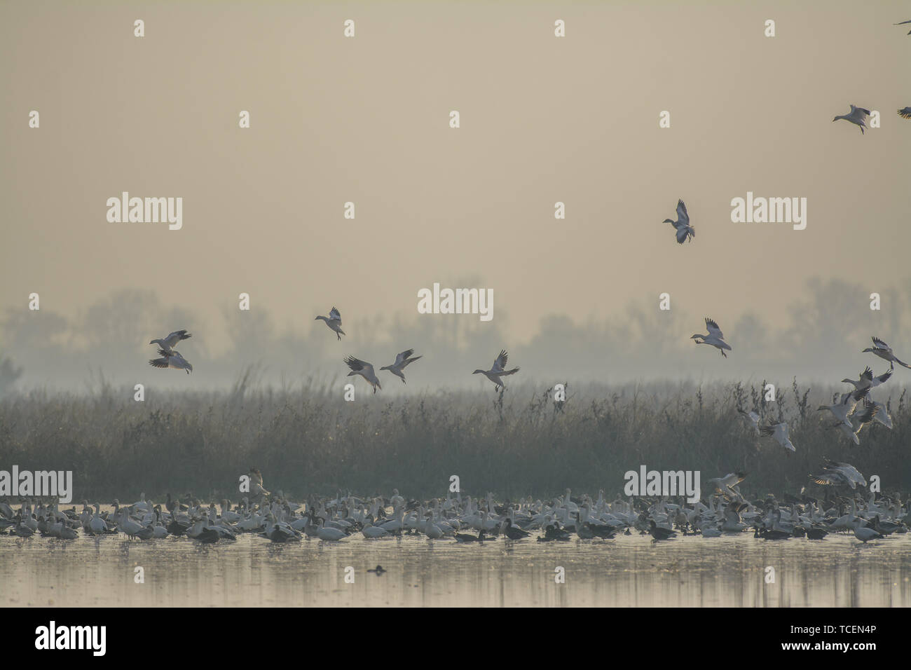 Flock white geese swimming in hi-res stock photography and images - Alamy