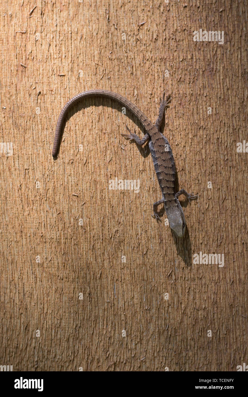 Alligator lizard hanging Stock Photo - Alamy