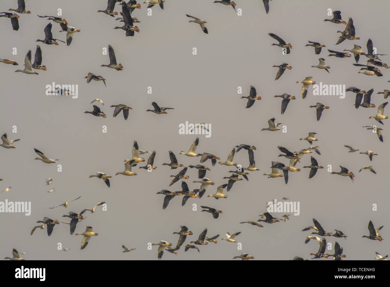 From below view of wild geese in crowd flying high in sky and migrating ...
