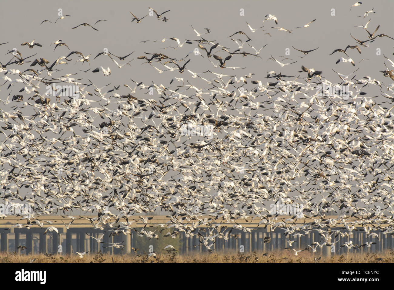 White crowd of wild geese in motion of flight above ground in ...