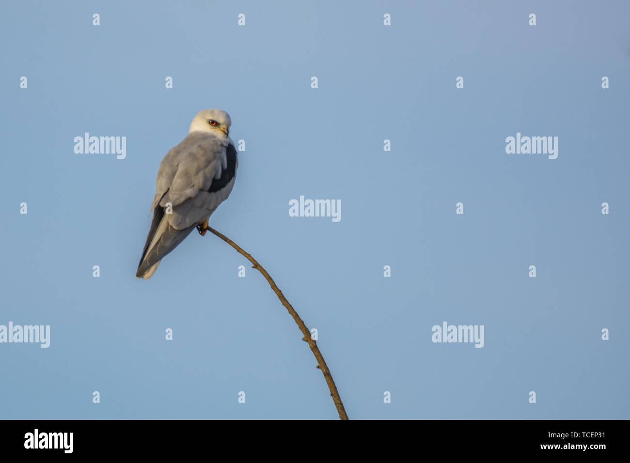 View of feathered white-tailed kite sitting on thin twig on blue sky ...