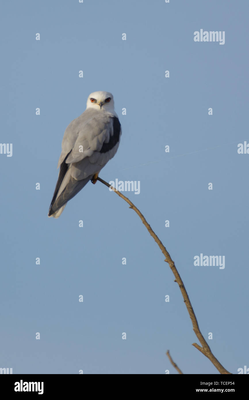 White tailed kite hawk hi-res stock photography and images - Alamy
