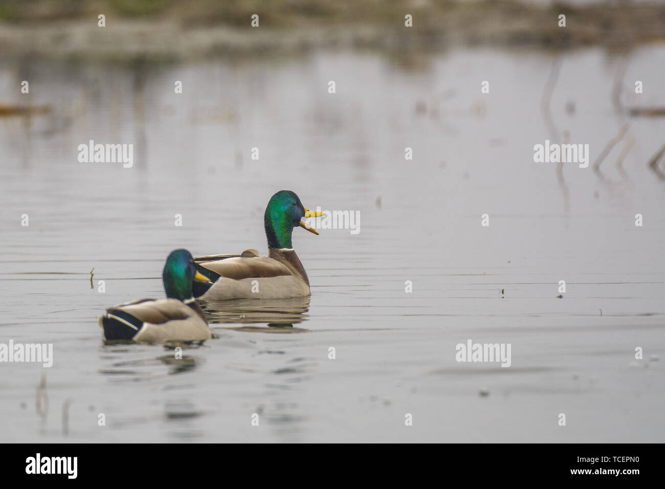 Two male mallards hi-res stock photography and images - Alamy