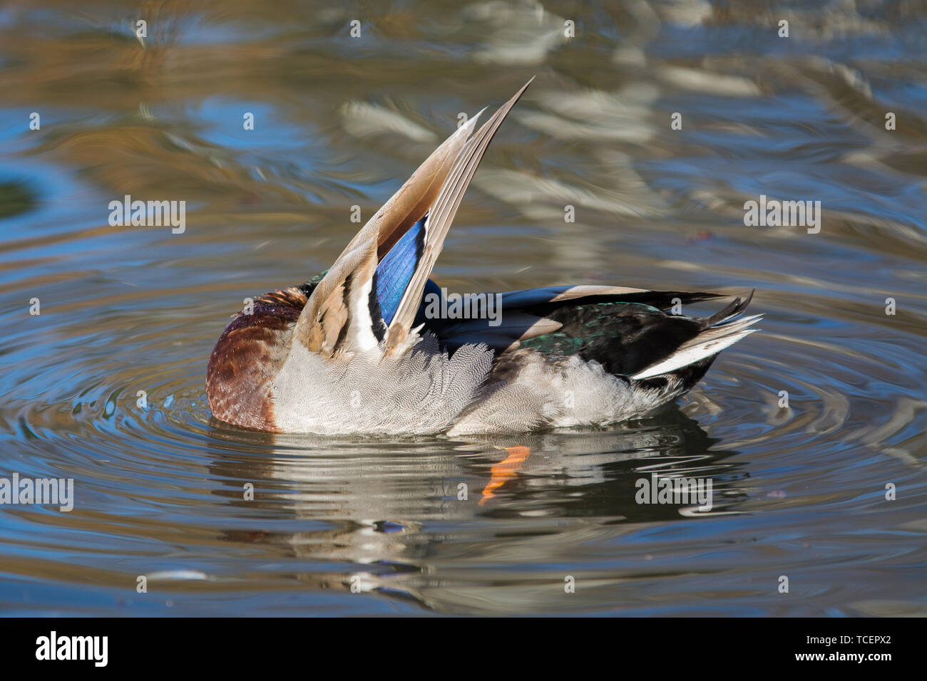 drake male mallard duck preening feathers while floating on water Stock ...