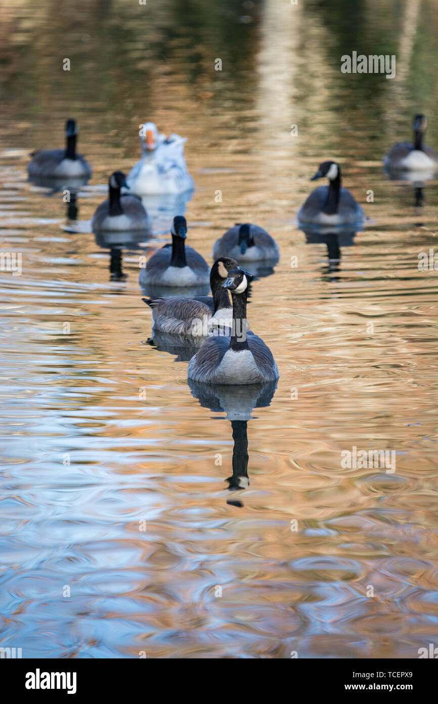 Canada geese swimming in V formation Stock Photo - Alamy