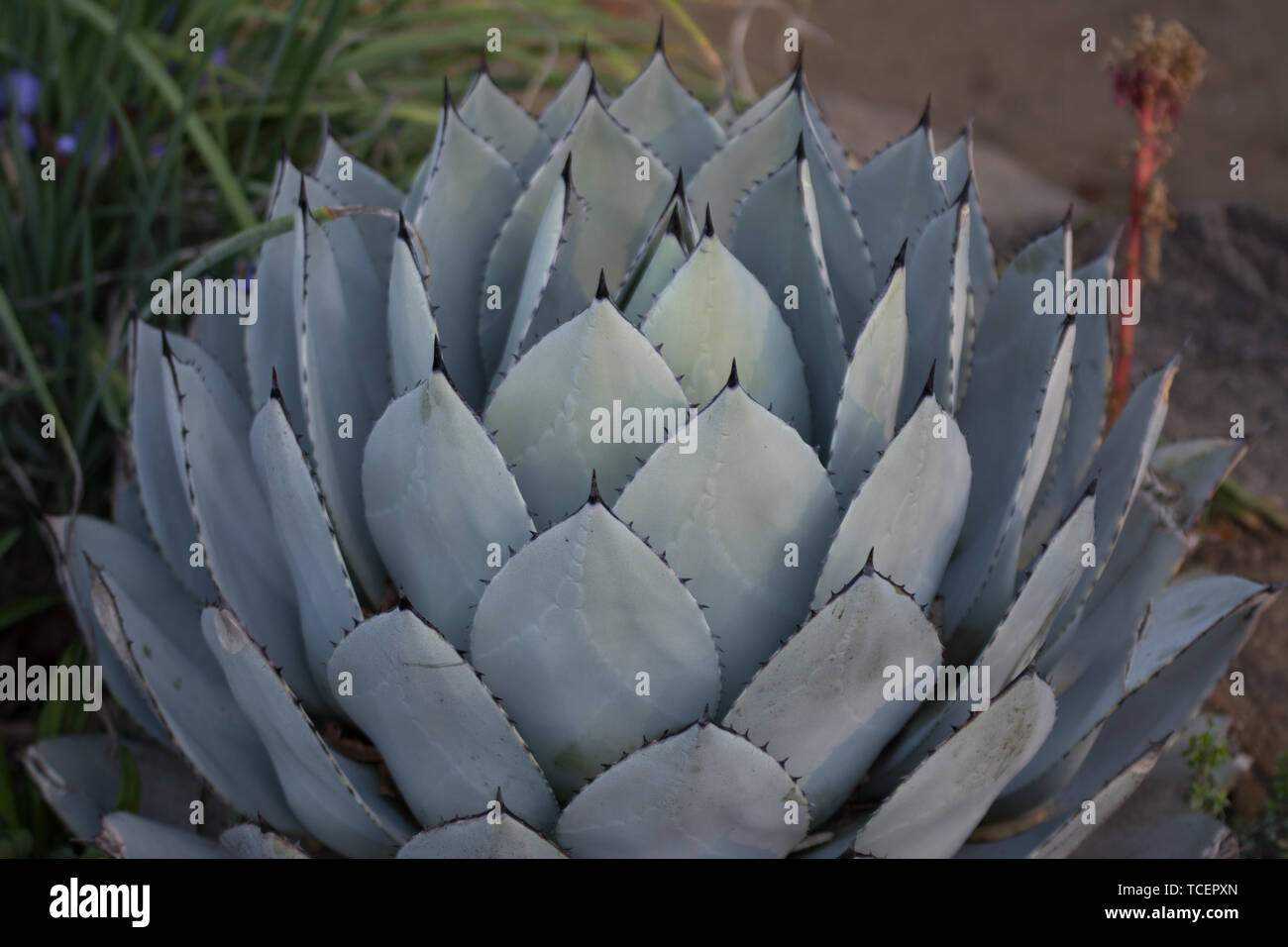 Agave azul blue agave plant Stock Photo - Alamy