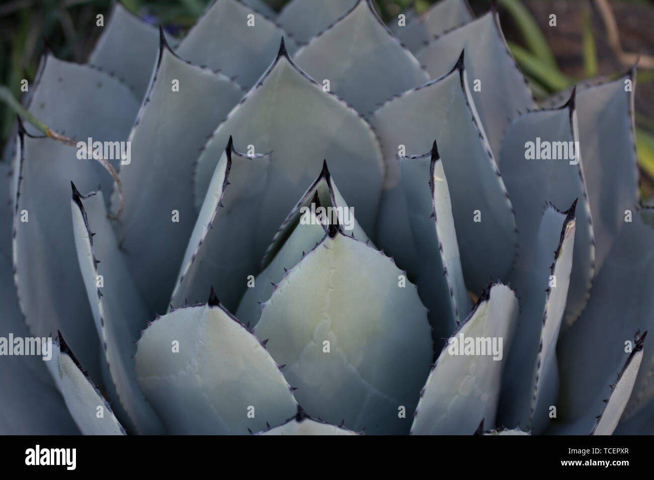 Agave azul blue agave plant Stock Photo - Alamy