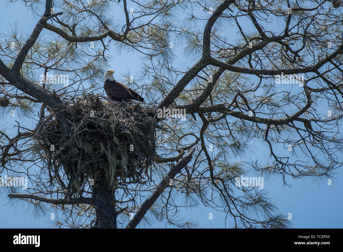 Bald eagle on nest hi-res stock photography and images - Alamy