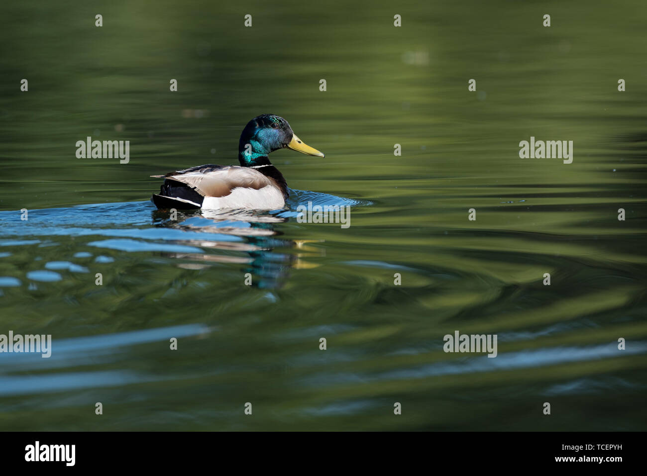 Swimming away hi-res stock photography and images - Alamy