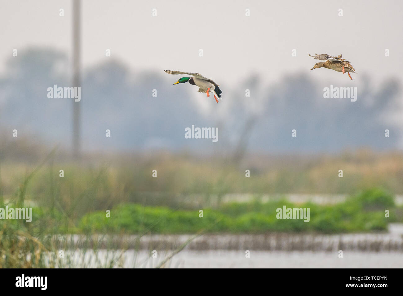 Male and female mallards soaring over surface of pond on blurred ...