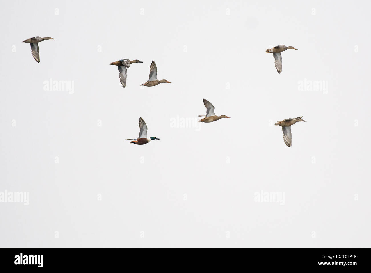 Migrating mallards hi-res stock photography and images - Alamy