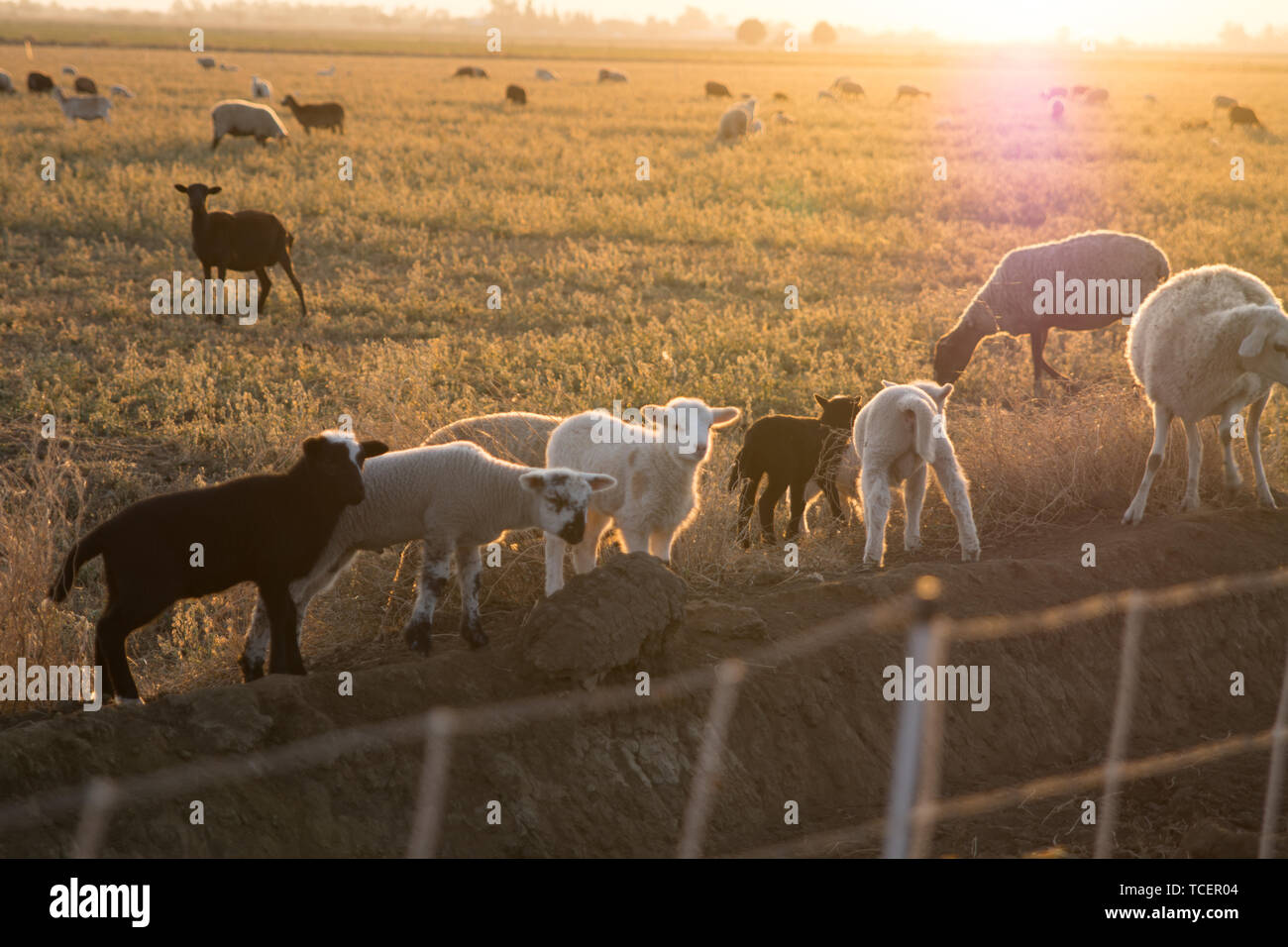 baby lamb sheep in pasture Stock Photo - Alamy