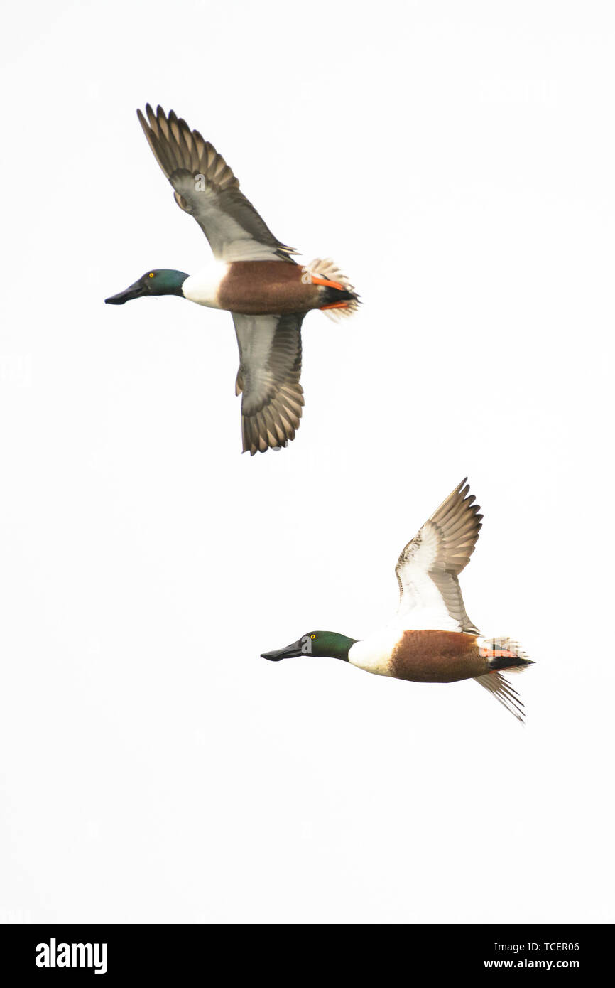 Close-up shot of two male mallards spreading wings and soaring isolated ...