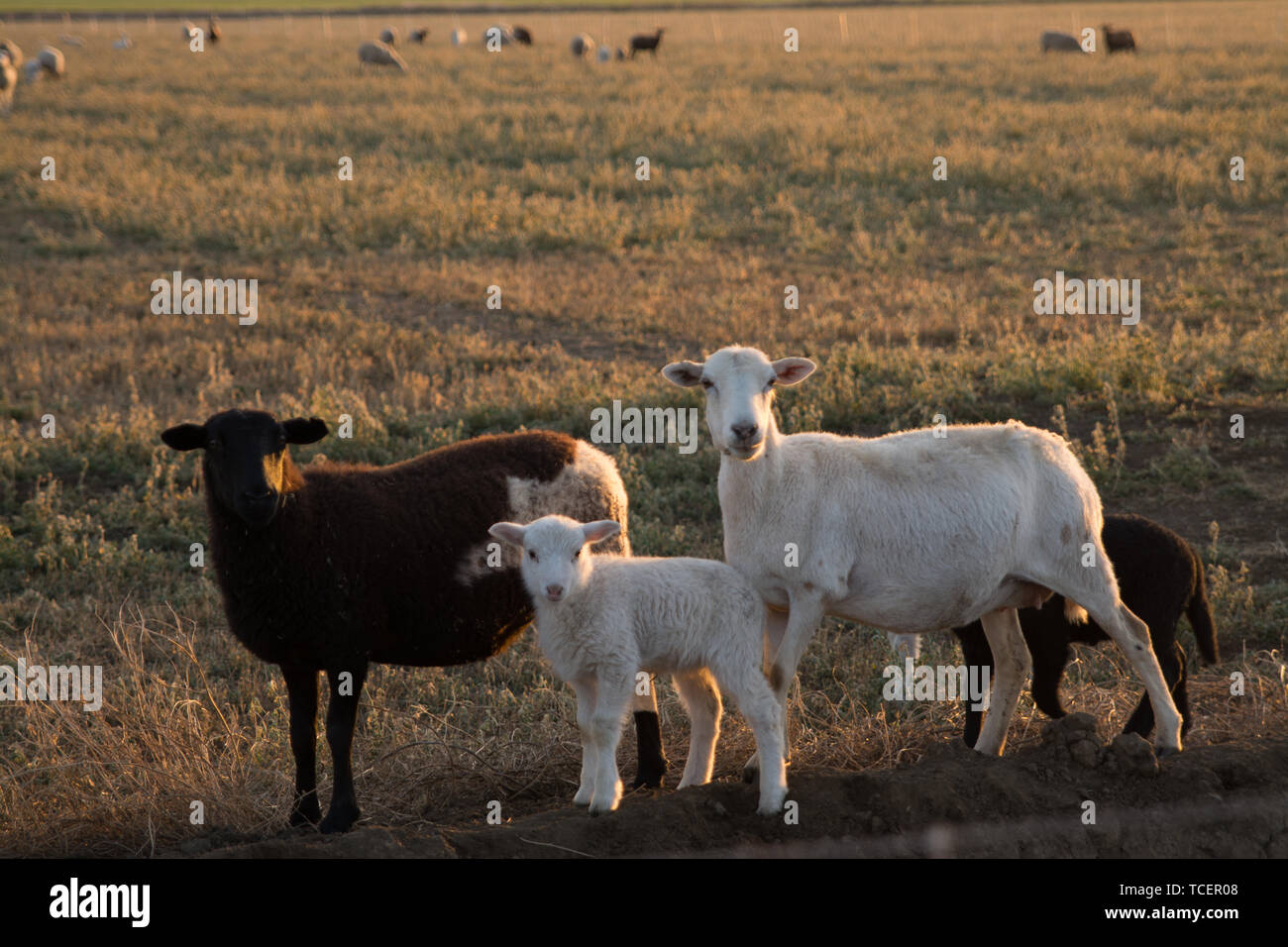baby lamb sheep in pasture Stock Photo - Alamy