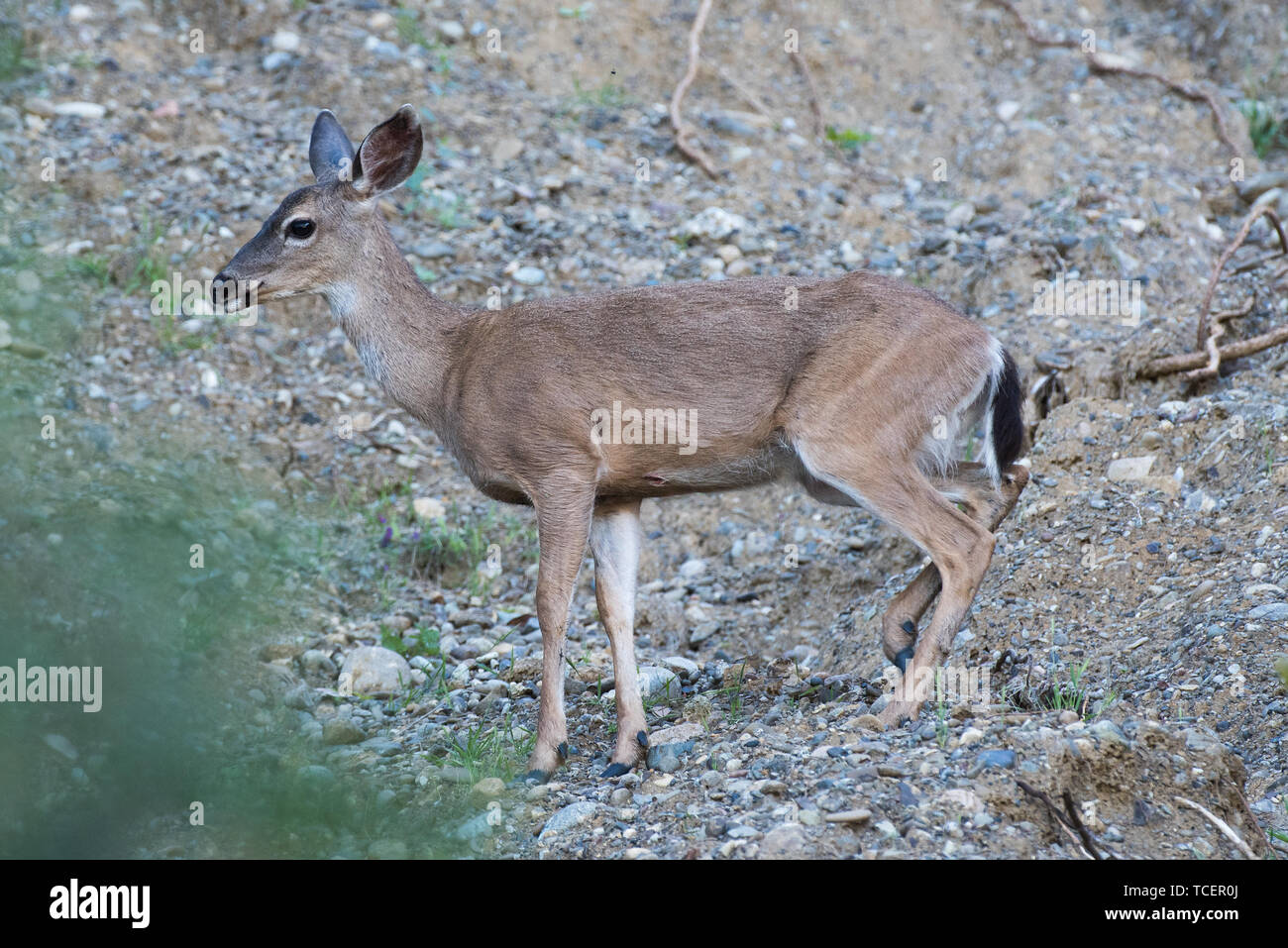 Blacktailed deer hi-res stock photography and images - Alamy