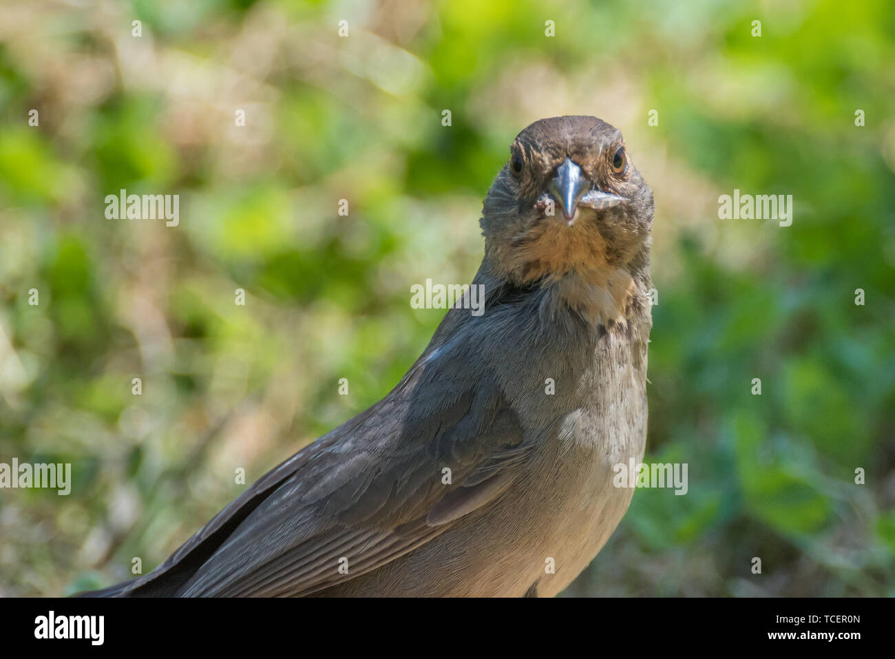 goofy looking bird Stock Photo - Alamy